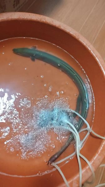 海鳗鱼多少钱一斤_海鳗鱼价格为什么波动大-第1张图片-山城妙识 海鳗鱼多少钱一斤_海鳗鱼价格为什么波动大-第1张图片-山城妙识