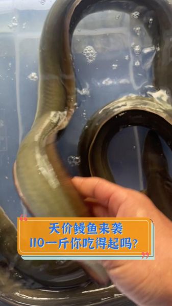 海鳗鱼多少钱一斤_海鳗鱼价格为什么波动大-第2张图片-山城妙识 海鳗鱼多少钱一斤_海鳗鱼价格为什么波动大-第2张图片-山城妙识