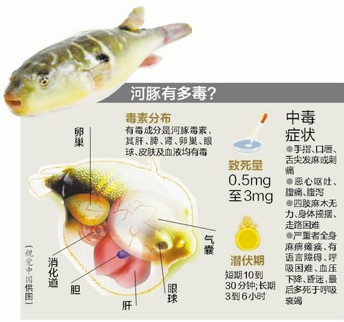 河豚中毒怎么办_河豚中毒自救方法-第1张图片-山城妙识 河豚中毒怎么办_河豚中毒自救方法-第1张图片-山城妙识