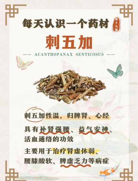 焦虑抑郁吃刺五加好了_刺五加副作用大吗-第1张图片-山城妙识 焦虑抑郁吃刺五加好了_刺五加副作用大吗-第1张图片-山城妙识