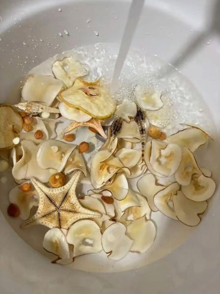 海底椰片的功效与作用_海底椰片怎么煲汤-第2张图片-山城妙识 海底椰片的功效与作用_海底椰片怎么煲汤-第2张图片-山城妙识