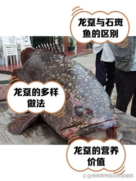 龙趸鱼活体多少钱一斤_龙趸鱼活体怎么挑选-第2张图片-山城妙识 龙趸鱼活体多少钱一斤_龙趸鱼活体怎么挑选-第2张图片-山城妙识