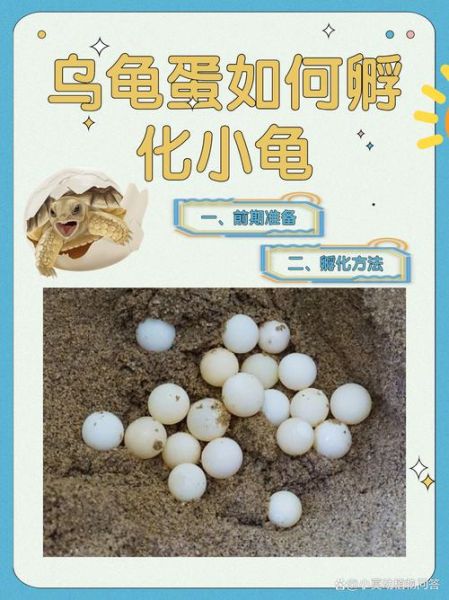 乌龟蛋怎么孵化_乌龟蛋孵化温度多少合适-第1张图片-山城妙识 乌龟蛋怎么孵化_乌龟蛋孵化温度多少合适-第1张图片-山城妙识