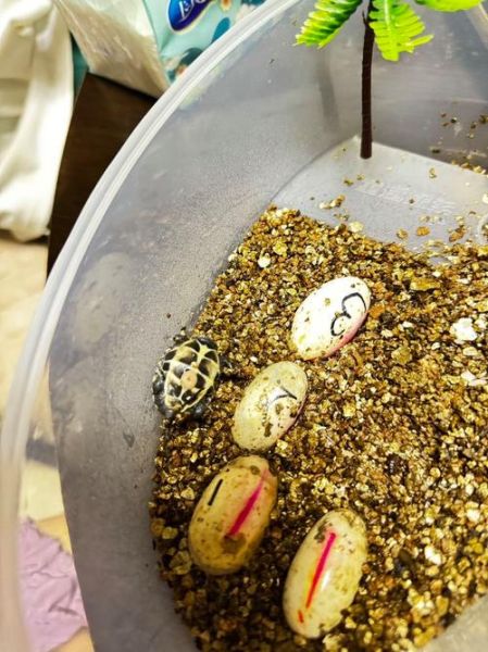 乌龟蛋怎么孵化_乌龟蛋孵化温度多少合适-第2张图片-山城妙识 乌龟蛋怎么孵化_乌龟蛋孵化温度多少合适-第2张图片-山城妙识