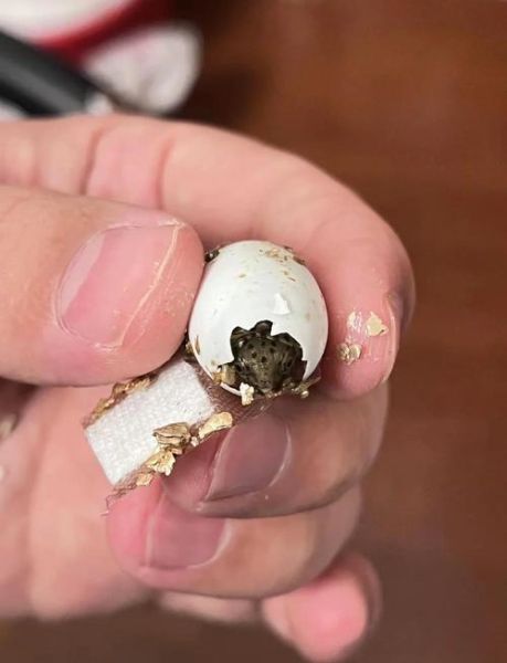 乌龟蛋怎么孵化_乌龟蛋孵化温度多少合适-第3张图片-山城妙识 乌龟蛋怎么孵化_乌龟蛋孵化温度多少合适-第3张图片-山城妙识