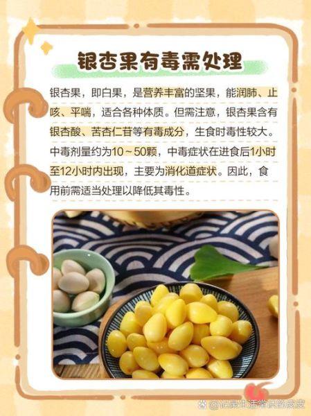 鲜银杏果怎么处理才能吃_银杏果去毒步骤-第1张图片-山城妙识 鲜银杏果怎么处理才能吃_银杏果去毒步骤-第1张图片-山城妙识