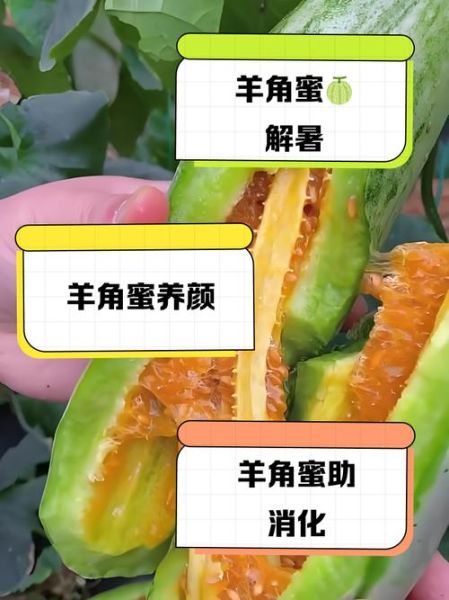 羊角蜜的功效与作用_羊角蜜怎么吃最营养-第1张图片-山城妙识 羊角蜜的功效与作用_羊角蜜怎么吃最营养-第1张图片-山城妙识