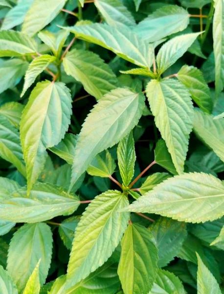 麻油叶是什么_麻油叶的功效与作用-第2张图片-山城妙识 麻油叶是什么_麻油叶的功效与作用-第2张图片-山城妙识