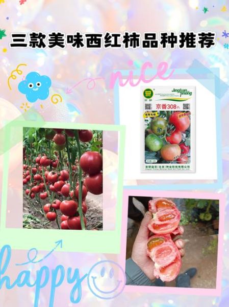口感最好的西红柿品种有哪些_如何挑选最甜西红柿-第3张图片-山城妙识 口感最好的西红柿品种有哪些_如何挑选最甜西红柿-第3张图片-山城妙识