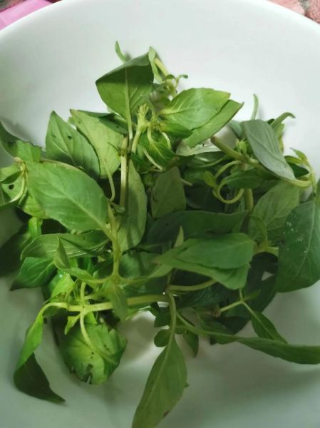 荆芥的别名叫什么_荆芥与薄荷怎么区分-第1张图片-山城妙识 荆芥的别名叫什么_荆芥与薄荷怎么区分-第1张图片-山城妙识