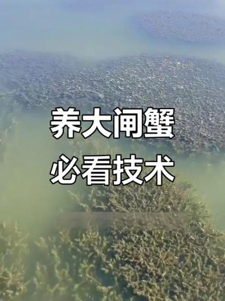 河蟹养殖条件_水质管理要点-第1张图片-山城妙识 河蟹养殖条件_水质管理要点-第1张图片-山城妙识