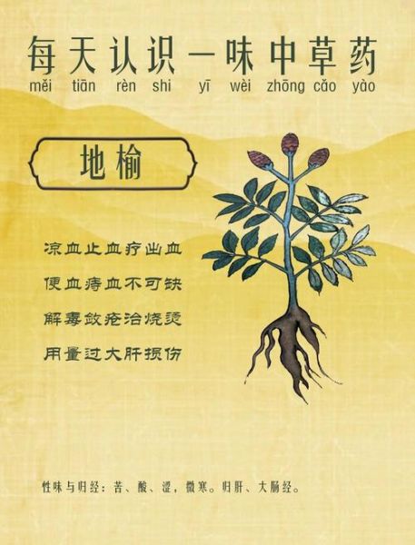 地榆的功效与作用_地榆主治什么病-第1张图片-山城妙识 地榆的功效与作用_地榆主治什么病-第1张图片-山城妙识