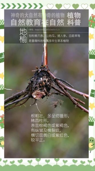 地榆的功效与作用_地榆主治什么病-第3张图片-山城妙识 地榆的功效与作用_地榆主治什么病-第3张图片-山城妙识