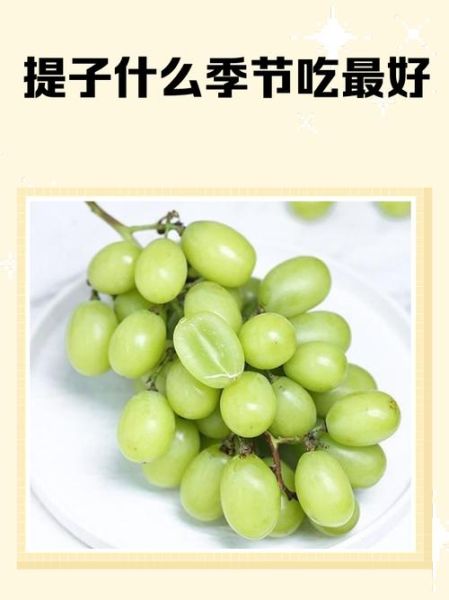 吃提子上火吗_提子是凉性还是热性-第1张图片-山城妙识 吃提子上火吗_提子是凉性还是热性-第1张图片-山城妙识