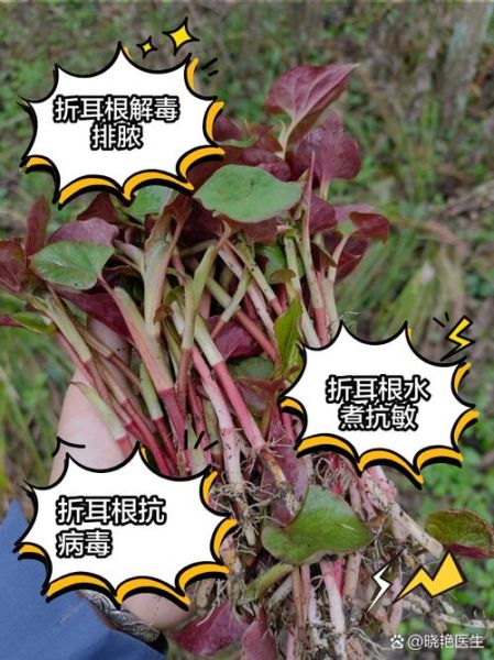 鱼腥草可以长期泡水喝吗_鱼腥草的功效与禁忌-第3张图片-山城妙识 鱼腥草可以长期泡水喝吗_鱼腥草的功效与禁忌-第3张图片-山城妙识