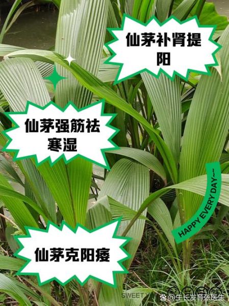 什么草药壮阳最快_壮阳草药有哪些-第1张图片-山城妙识 什么草药壮阳最快_壮阳草药有哪些-第1张图片-山城妙识