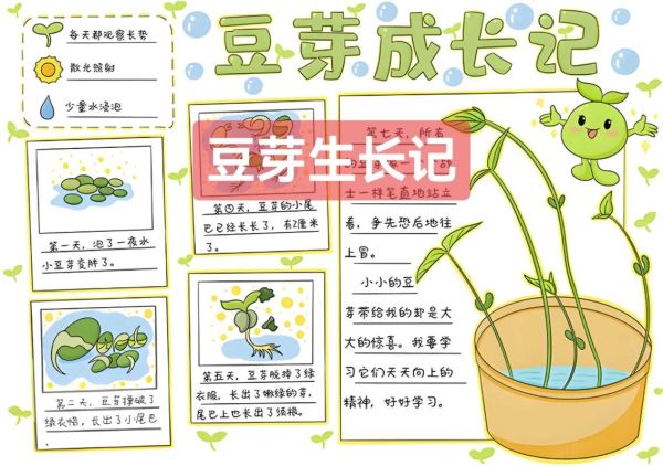 豆芽怎么种_豆芽生长过程观察日记简笔画-第3张图片-山城妙识 豆芽怎么种_豆芽生长过程观察日记简笔画-第3张图片-山城妙识