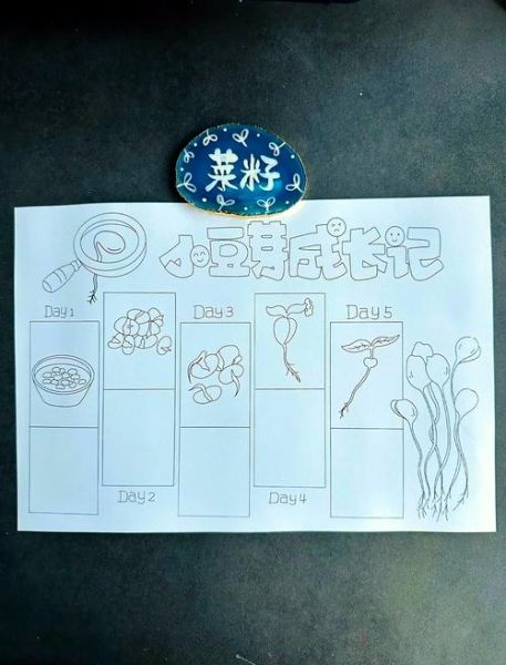 豆芽怎么种_豆芽生长过程观察日记简笔画-第2张图片-山城妙识 豆芽怎么种_豆芽生长过程观察日记简笔画-第2张图片-山城妙识