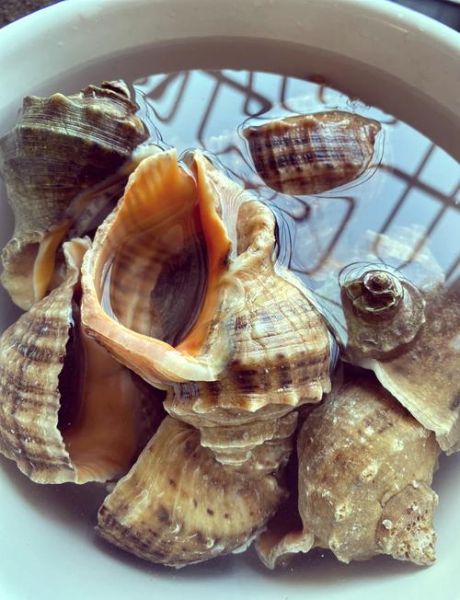 水煮海螺煮多久_海螺煮多长时间才熟-第1张图片-山城妙识 水煮海螺煮多久_海螺煮多长时间才熟-第1张图片-山城妙识