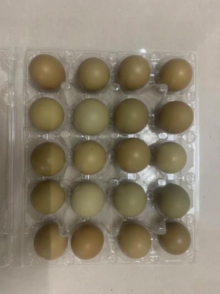 山鸡蛋和普通鸡蛋的区别_山鸡蛋怎么吃最营养-第1张图片-山城妙识 山鸡蛋和普通鸡蛋的区别_山鸡蛋怎么吃最营养-第1张图片-山城妙识