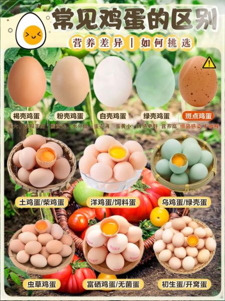 山鸡蛋和普通鸡蛋的区别_山鸡蛋怎么吃最营养-第3张图片-山城妙识 山鸡蛋和普通鸡蛋的区别_山鸡蛋怎么吃最营养-第3张图片-山城妙识