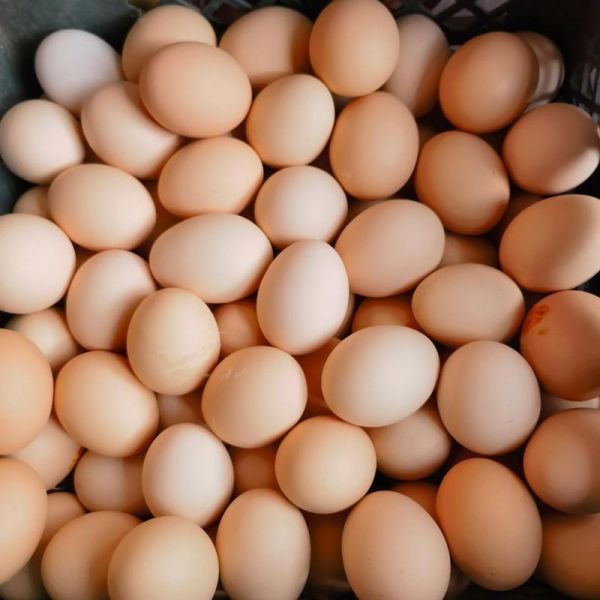 山鸡蛋和普通鸡蛋的区别_山鸡蛋怎么吃最营养-第2张图片-山城妙识 山鸡蛋和普通鸡蛋的区别_山鸡蛋怎么吃最营养-第2张图片-山城妙识