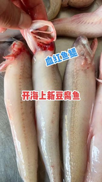 豆腐鱼又叫什么鱼_豆腐鱼是什么鱼-第2张图片-山城妙识 豆腐鱼又叫什么鱼_豆腐鱼是什么鱼-第2张图片-山城妙识