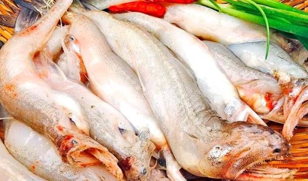 豆腐鱼又叫什么鱼_豆腐鱼是什么鱼-第3张图片-山城妙识 豆腐鱼又叫什么鱼_豆腐鱼是什么鱼-第3张图片-山城妙识