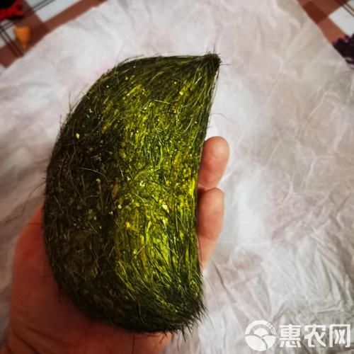 猪宝的作用与功效_猪宝真的有用吗-第2张图片-山城妙识 猪宝的作用与功效_猪宝真的有用吗-第2张图片-山城妙识