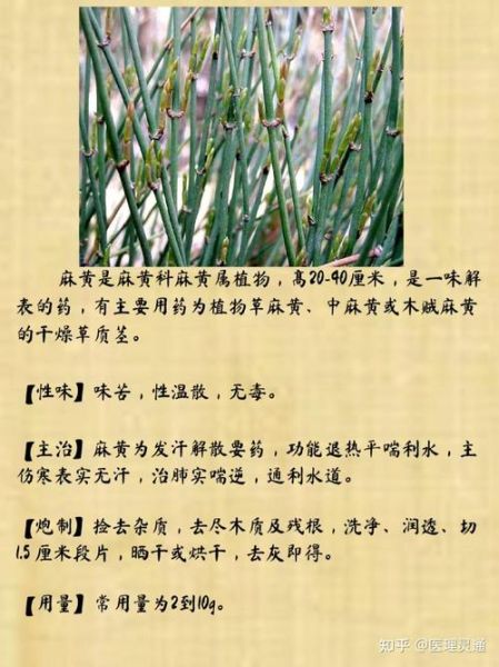 麻黄的功效与作用_麻黄主治哪些疾病-第1张图片-山城妙识