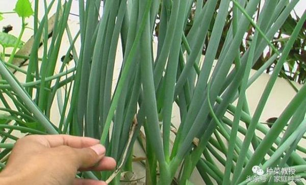 恭城油茶破壁机做法_家庭版详细步骤-第3张图片-山城妙识 恭城油茶破壁机做法_家庭版详细步骤-第3张图片-山城妙识