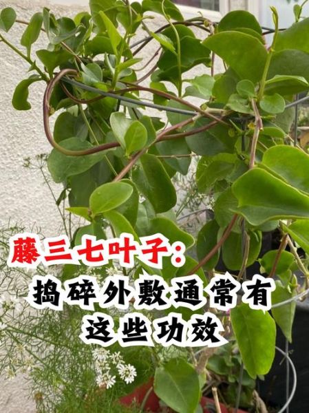 藤三七怎么吃_藤三七的功效与作用-第1张图片-山城妙识 藤三七怎么吃_藤三七的功效与作用-第1张图片-山城妙识