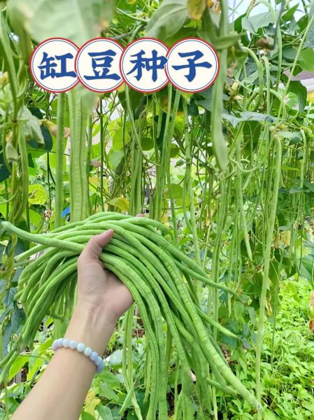 缸豆的功效与作用_缸豆怎么吃最营养-第1张图片-山城妙识 缸豆的功效与作用_缸豆怎么吃最营养-第1张图片-山城妙识