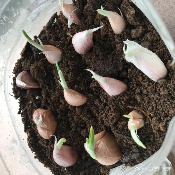 大蒜发芽能吃吗_大蒜发芽图片怎么看-第1张图片-山城妙识 大蒜发芽能吃吗_大蒜发芽图片怎么看-第1张图片-山城妙识