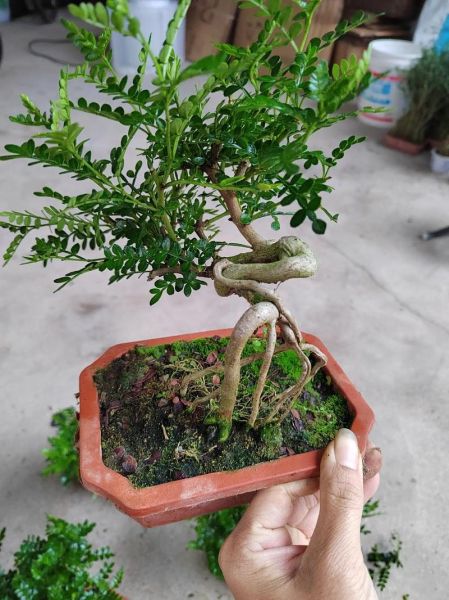 胡椒木盆景怎么养_胡椒木盆景修剪技巧-第1张图片-山城妙识 胡椒木盆景怎么养_胡椒木盆景修剪技巧-第1张图片-山城妙识