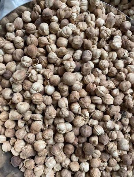 豆蔻图片大全_豆蔻长什么样-第1张图片-山城妙识 豆蔻图片大全_豆蔻长什么样-第1张图片-山城妙识