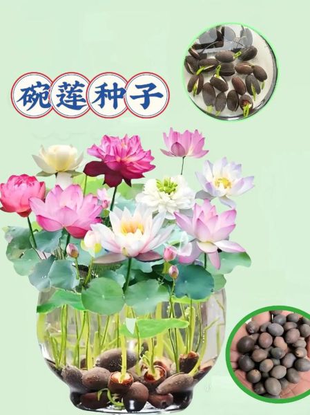 莲藕种子怎么种植_莲藕种子种植方法-第2张图片-山城妙识 莲藕种子怎么种植_莲藕种子种植方法-第2张图片-山城妙识