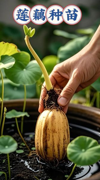 莲藕种子怎么种植_莲藕种子种植方法-第3张图片-山城妙识 莲藕种子怎么种植_莲藕种子种植方法-第3张图片-山城妙识