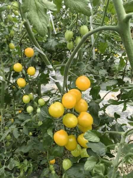 樱桃番茄怎么保存_樱桃番茄热量高吗-第2张图片-山城妙识 樱桃番茄怎么保存_樱桃番茄热量高吗-第2张图片-山城妙识