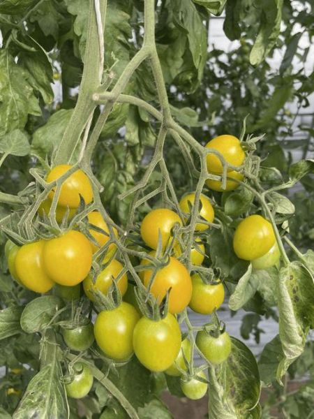 樱桃番茄怎么保存_樱桃番茄热量高吗-第3张图片-山城妙识 樱桃番茄怎么保存_樱桃番茄热量高吗-第3张图片-山城妙识