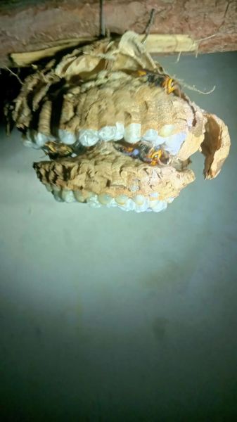 葫芦包蜂图片_如何辨别真假-第1张图片-山城妙识 葫芦包蜂图片_如何辨别真假-第1张图片-山城妙识