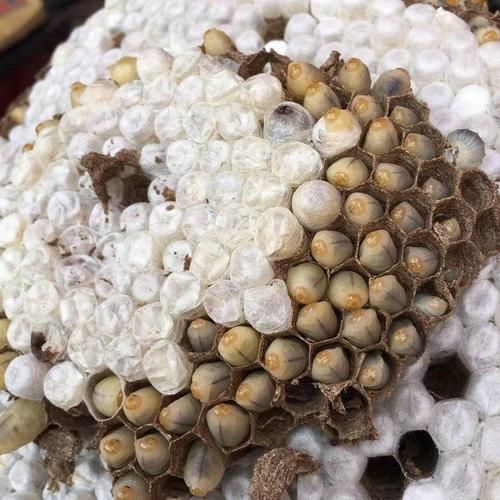 葫芦包蜂图片_如何辨别真假-第3张图片-山城妙识 葫芦包蜂图片_如何辨别真假-第3张图片-山城妙识