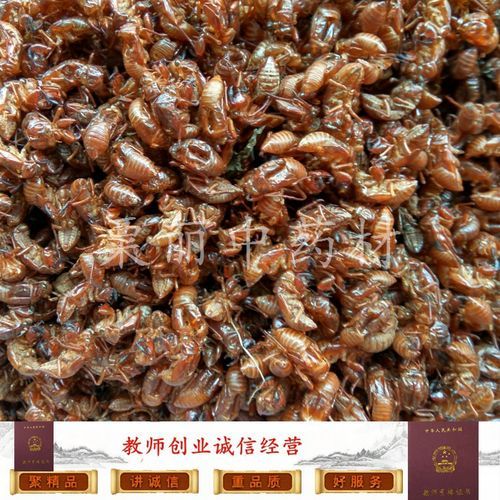 金牛虫吃什么_金牛虫的食物清单-第2张图片-山城妙识 金牛虫吃什么_金牛虫的食物清单-第2张图片-山城妙识