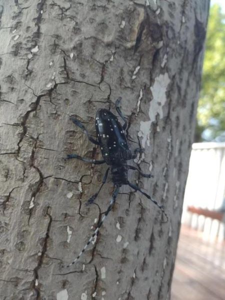 金牛虫吃什么_金牛虫的食物清单-第1张图片-山城妙识 金牛虫吃什么_金牛虫的食物清单-第1张图片-山城妙识