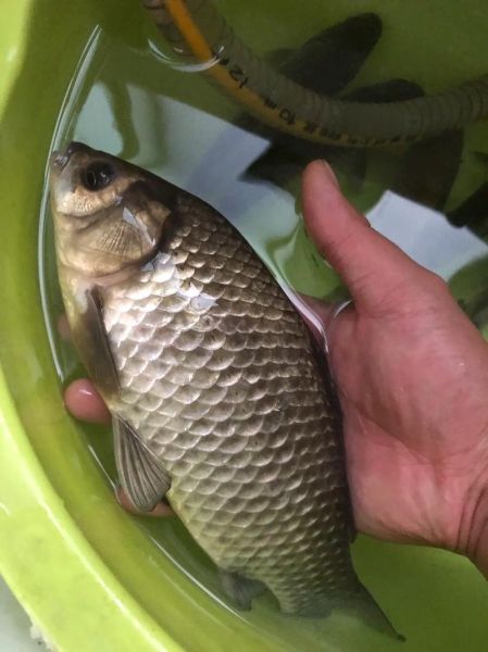 鲫鱼最大能长多少斤_野生鲫鱼能长多大-第3张图片-山城妙识 鲫鱼最大能长多少斤_野生鲫鱼能长多大-第3张图片-山城妙识