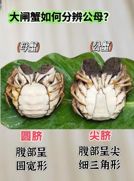 公蟹母蟹哪个好吃_口感区别在哪-第2张图片-山城妙识
