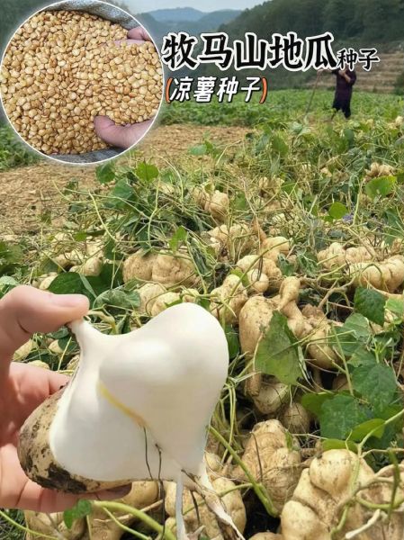 地瓜真实图片长什么样_如何辨别真假地瓜-第2张图片-山城妙识 地瓜真实图片长什么样_如何辨别真假地瓜-第2张图片-山城妙识