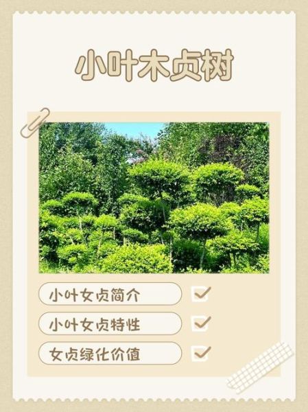 小叶女贞图片怎么区分_小叶女贞和金森女贞区别-第3张图片-山城妙识 小叶女贞图片怎么区分_小叶女贞和金森女贞区别-第3张图片-山城妙识