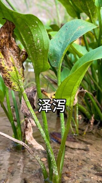 泽泻图片长什么样_泽泻和茨菇区别-第2张图片-山城妙识 泽泻图片长什么样_泽泻和茨菇区别-第2张图片-山城妙识