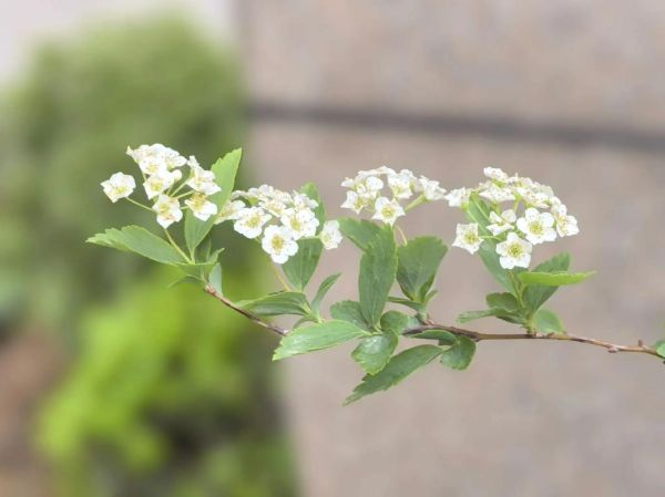 绣线菊怎么养_绣线菊什么时候开花-第2张图片-山城妙识 绣线菊怎么养_绣线菊什么时候开花-第2张图片-山城妙识